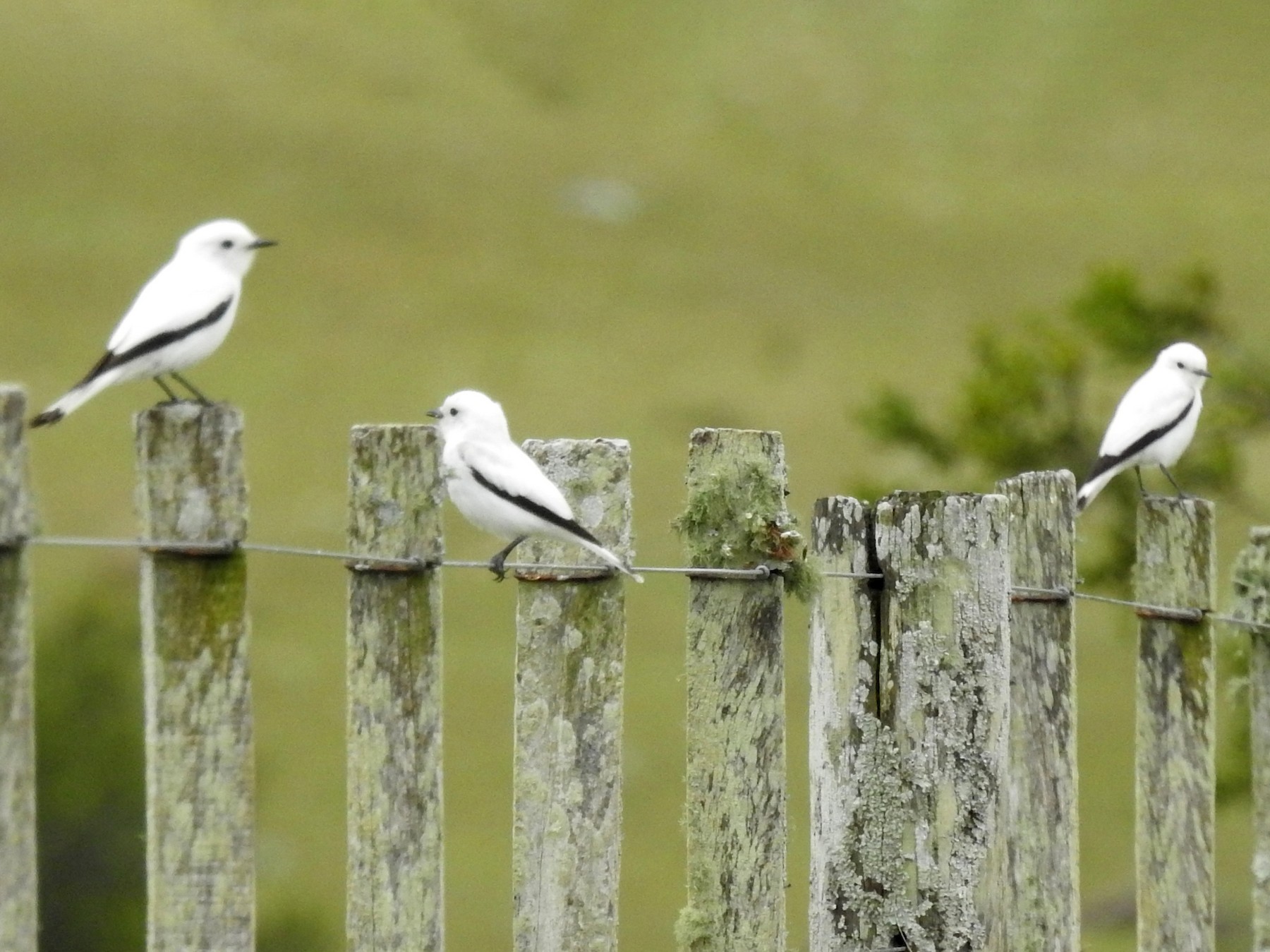 White Monjita - eBird