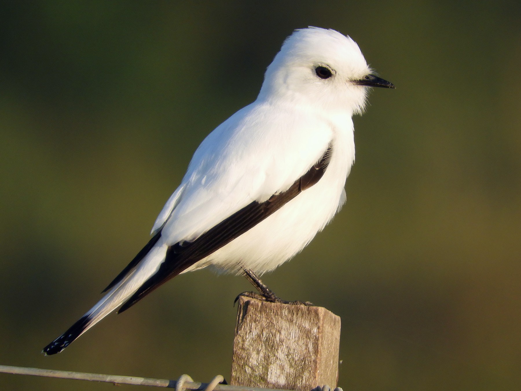 White Monjita - eBird