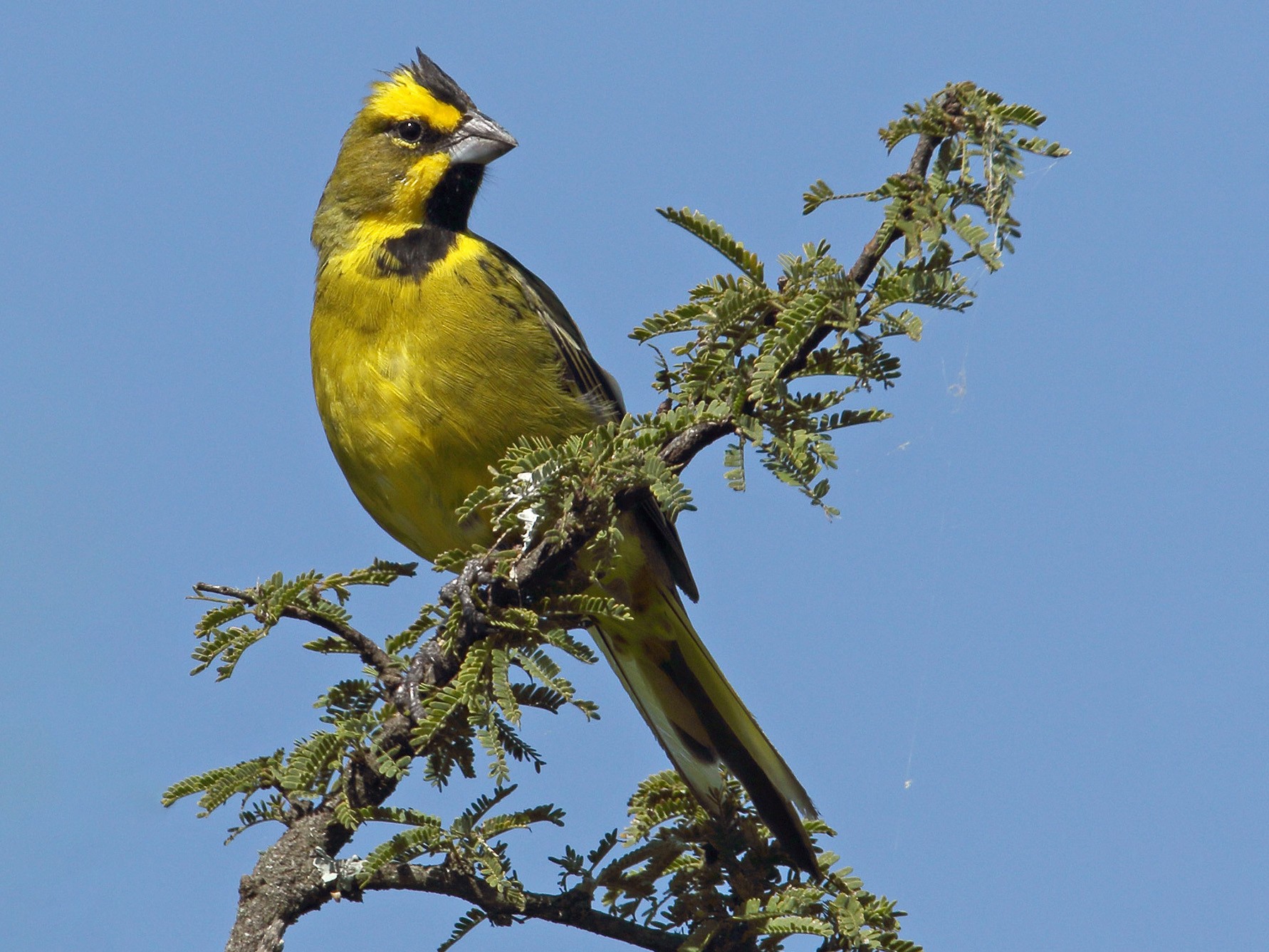 Yellow Cardinal - eBird