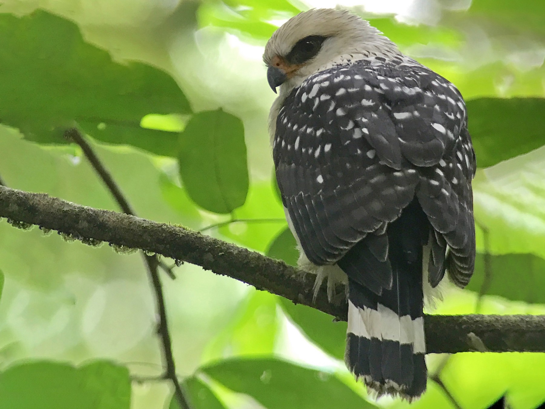 Black-faced Hawk - eBird