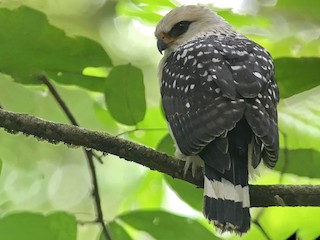 Black-faced Hawk - eBird