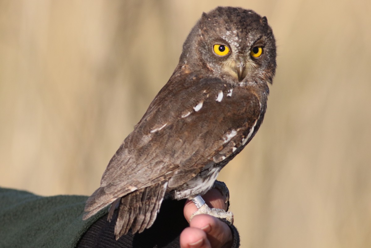 Autillo (Otus) sp. - eBird