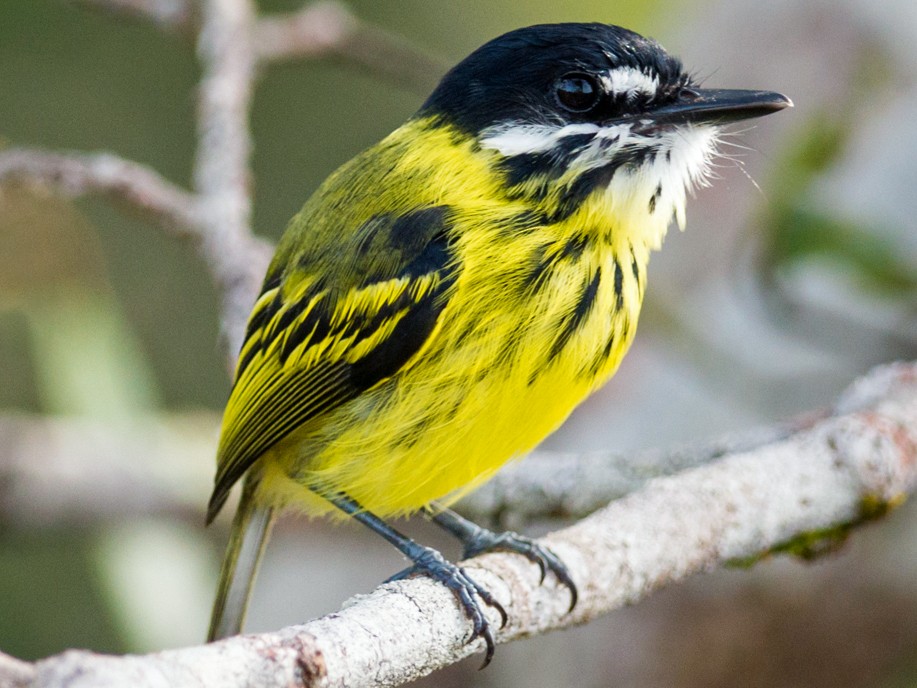 Painted Tody-Flycatcher - Todirostrum pictum - Birds of the World
