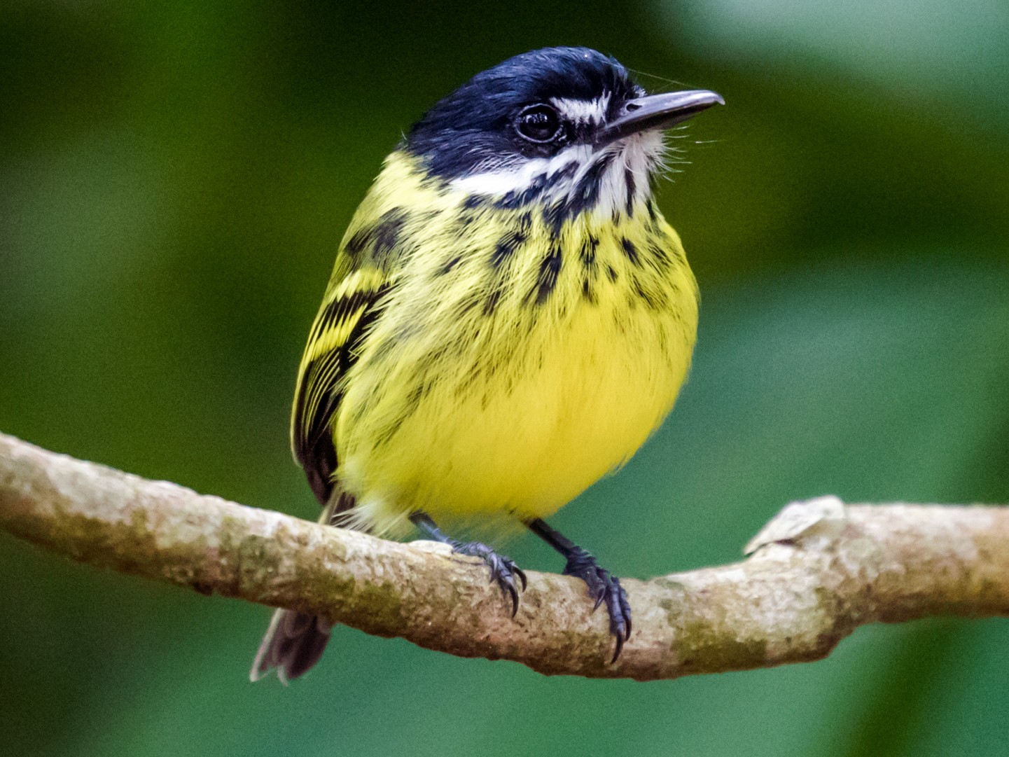 Titirijí pintado - eBird