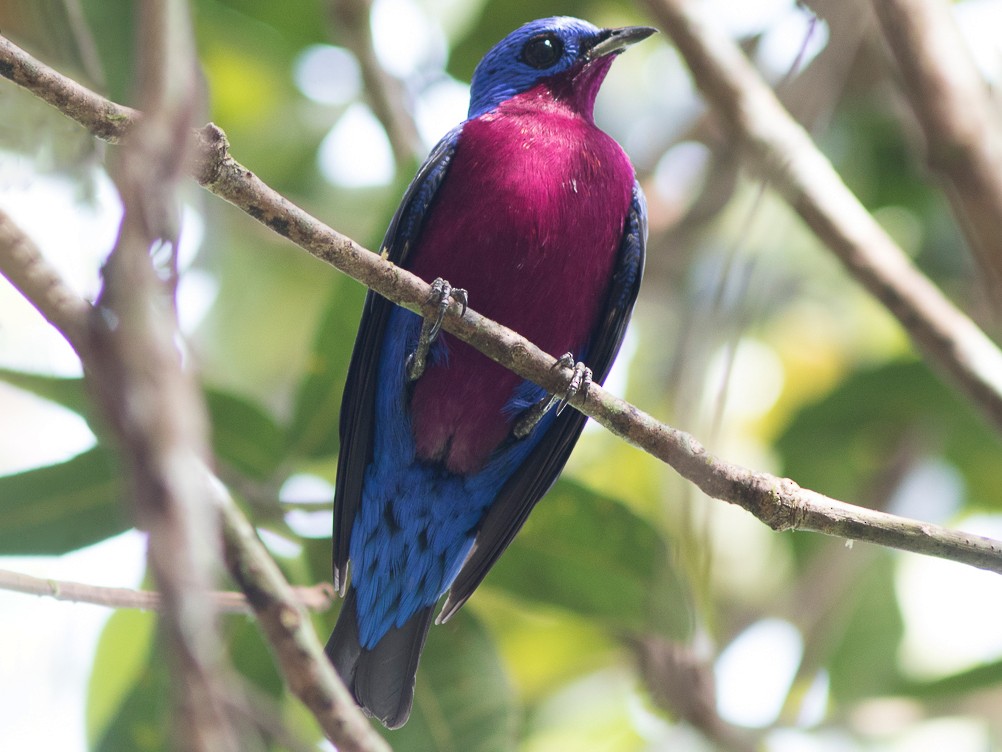Purple-breasted Cotinga - eBird Québec