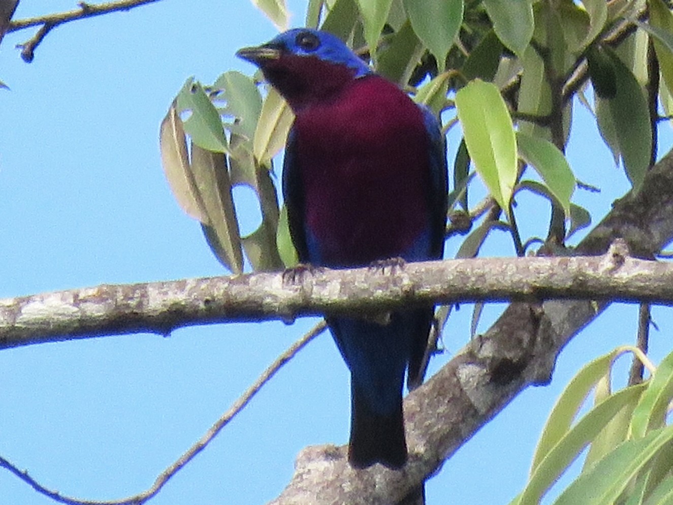 Purple-breasted Cotinga - eBird