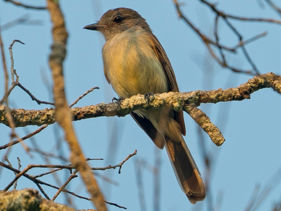 Plañidera Pálida - eBird