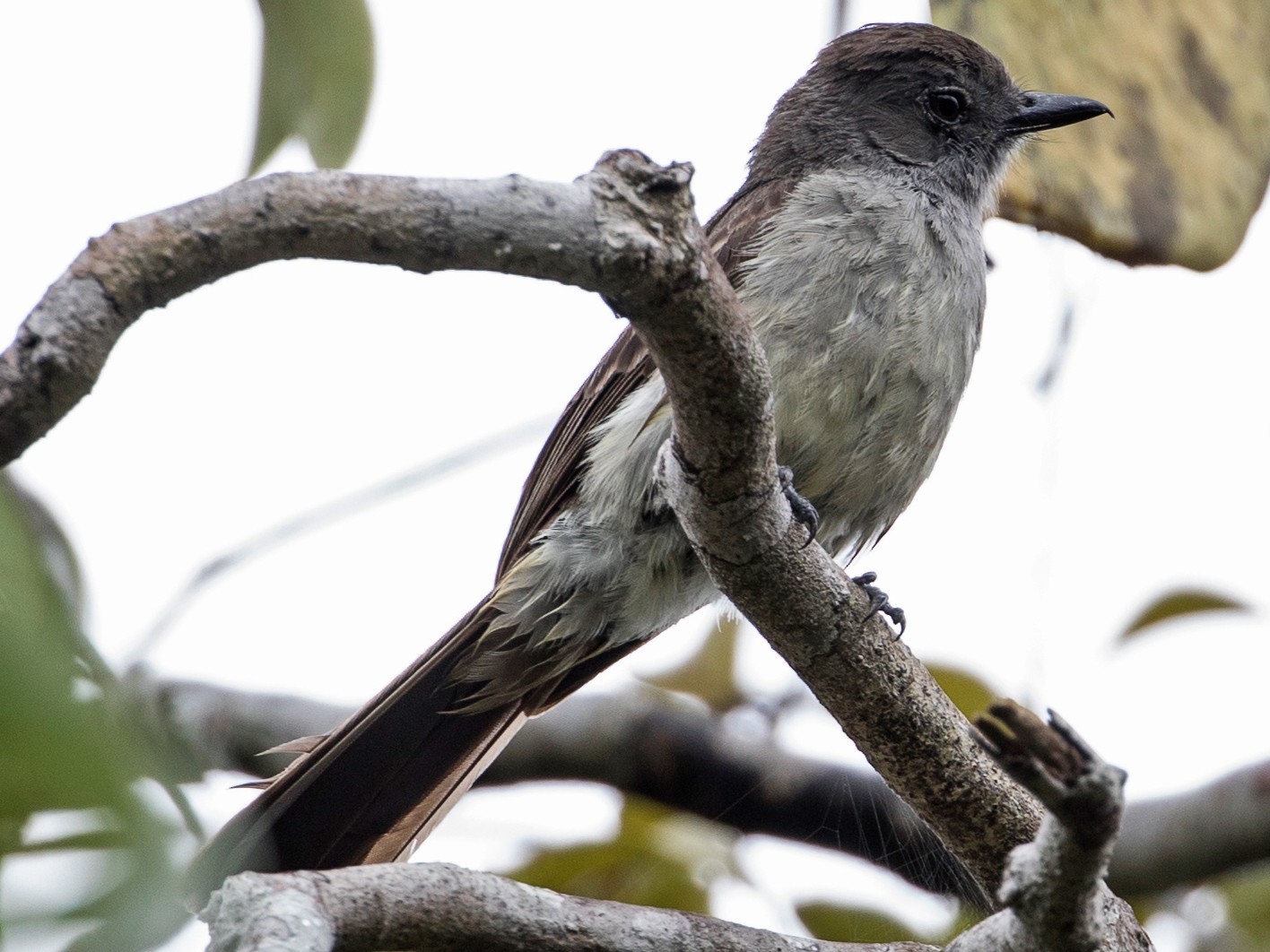Plañidera pálida - eBird