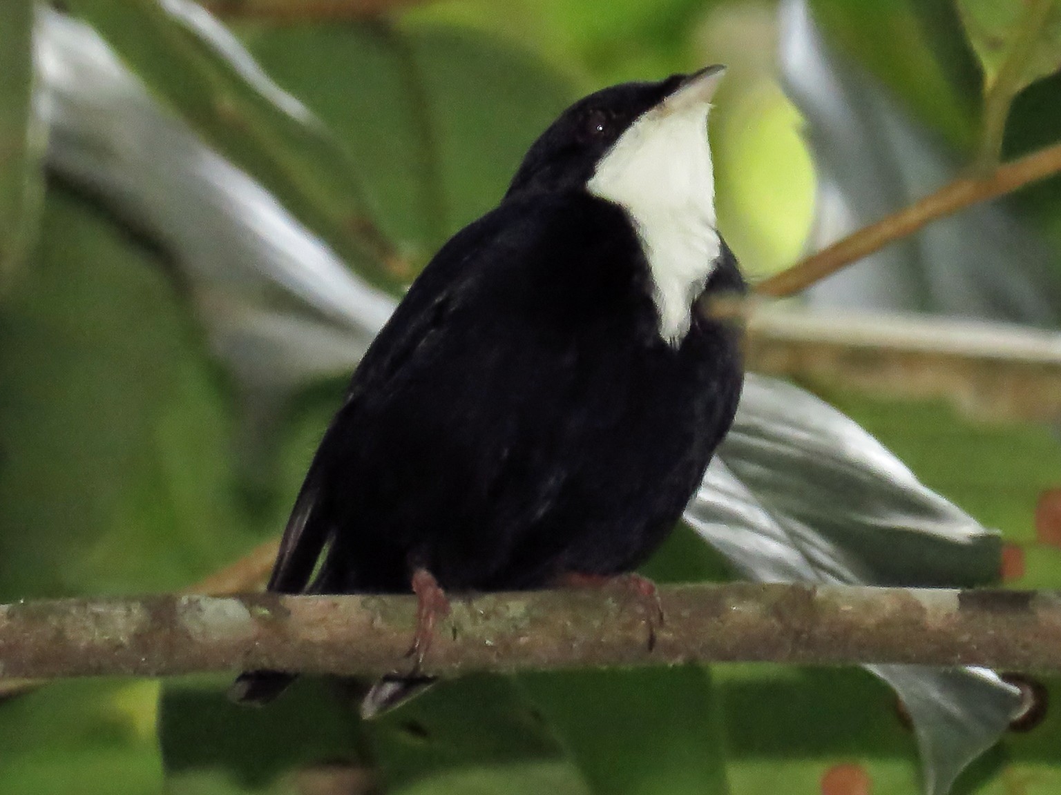 White-throated Manakin - eBird