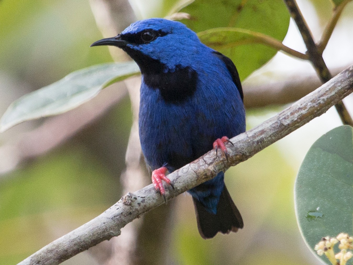 Short-billed Honeycreeper - eBird