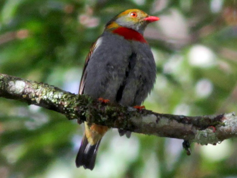 Red-banded Fruiteater - eBird