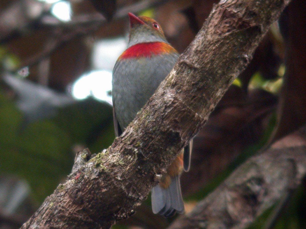 Red-banded Fruiteater - eBird