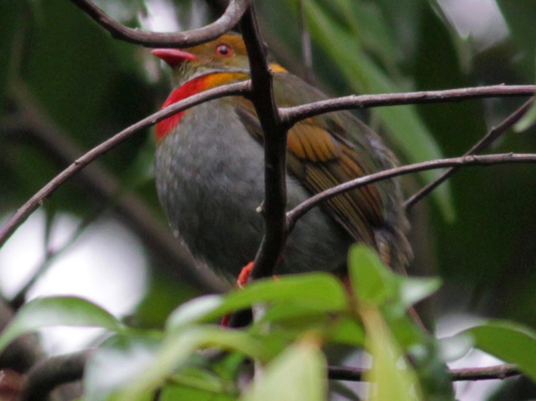 Red-banded Fruiteater - eBird