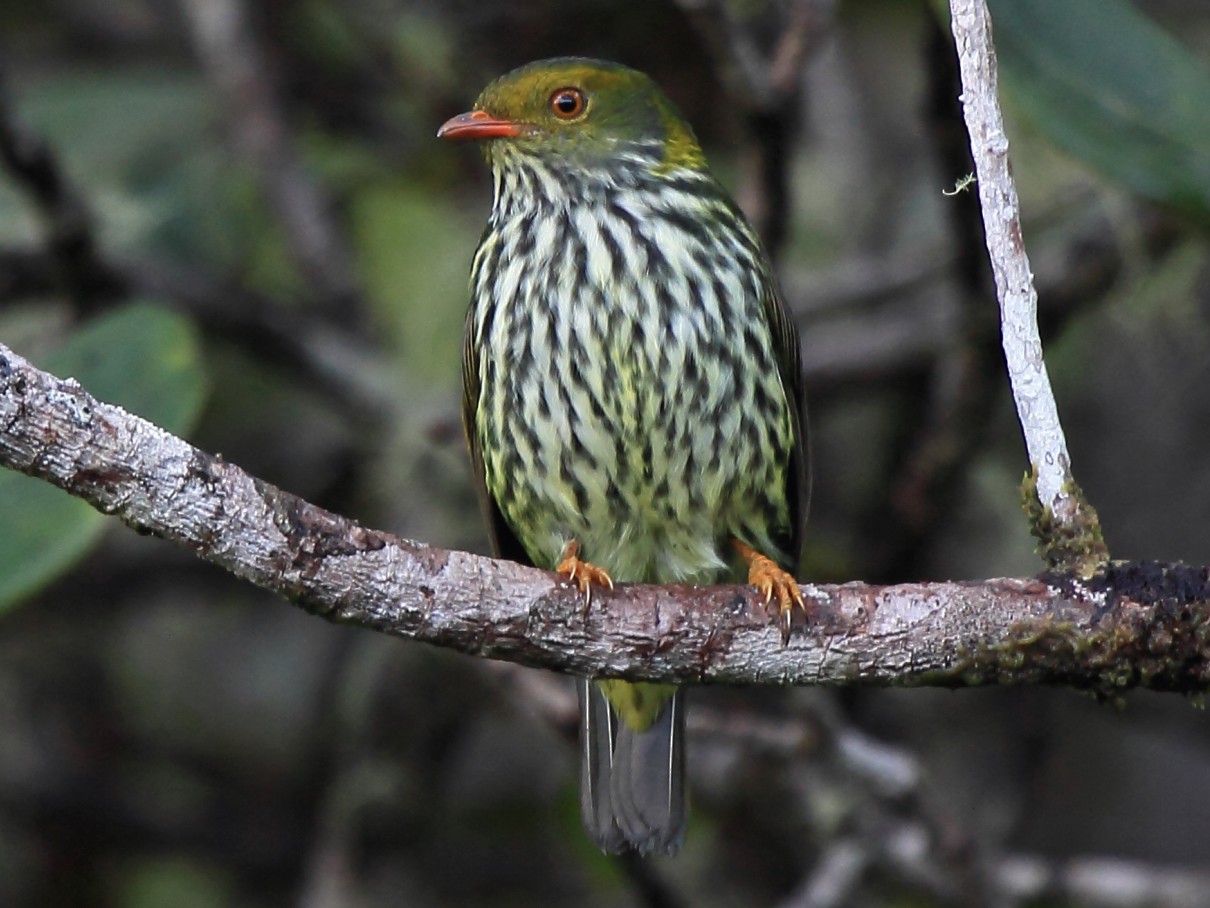 Red-banded Fruiteater - eBird