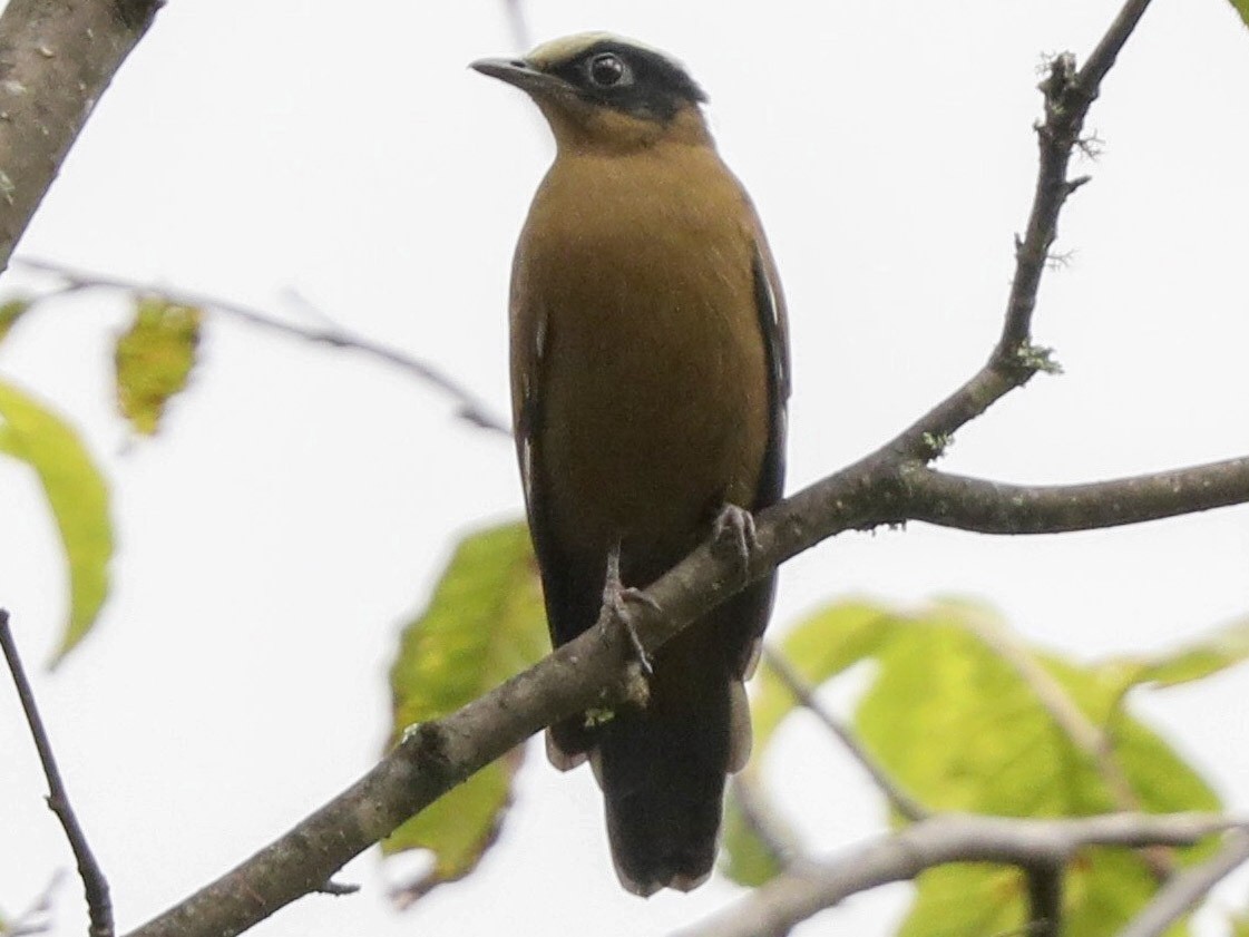 Purple Cochoa - eBird