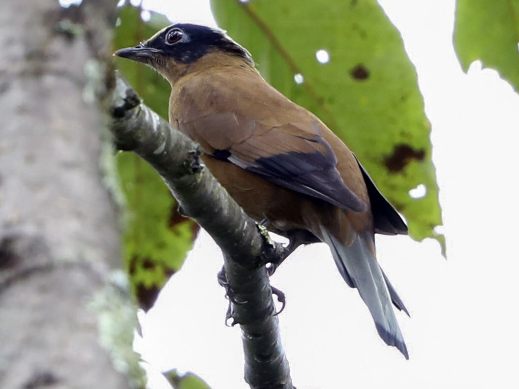 Purple Cochoa - eBird