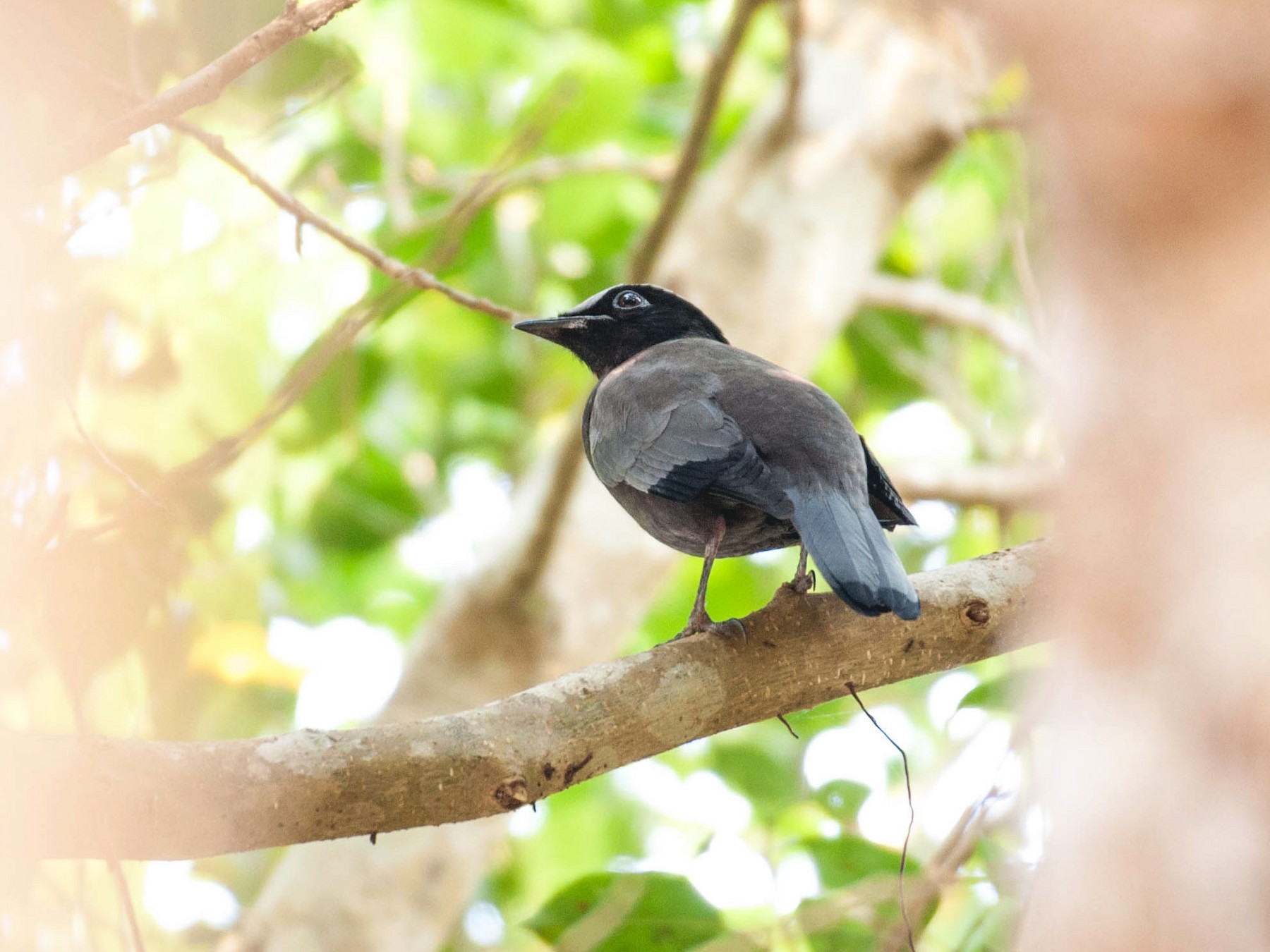 Purple Cochoa - eBird