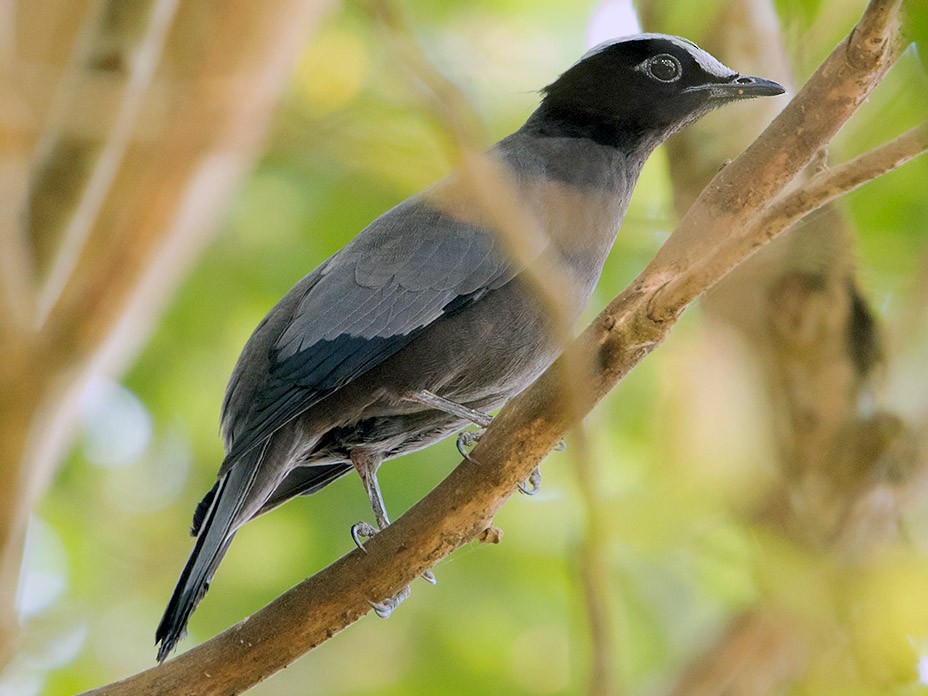 Purple Cochoa - Cochoa purpurea - Birds of the World
