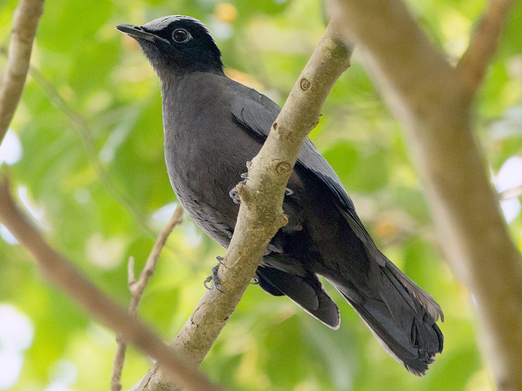 Purple Cochoa - eBird
