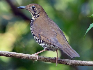 Himalayan Thrush - eBird