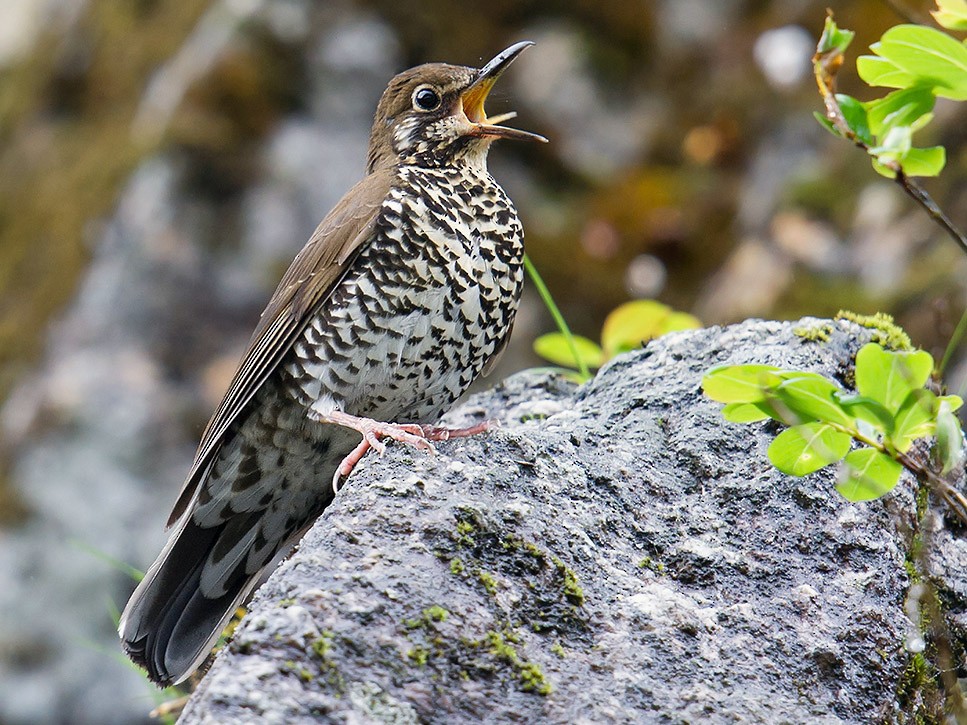 Himalayan Thrush - eBird