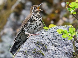 Himalayan Thrush - eBird