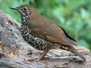 Himalayan Thrush - eBird