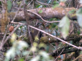 Himalayan Thrush - eBird