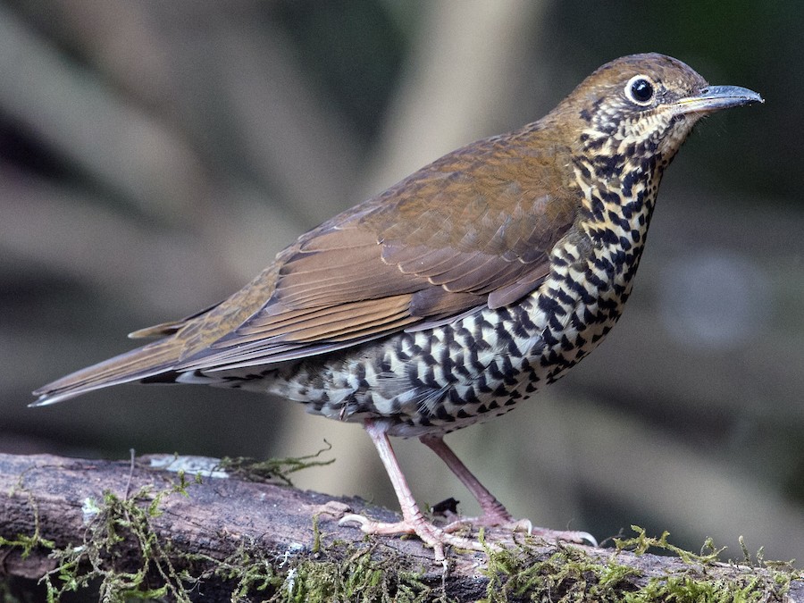 Himalayan Thrush - eBird