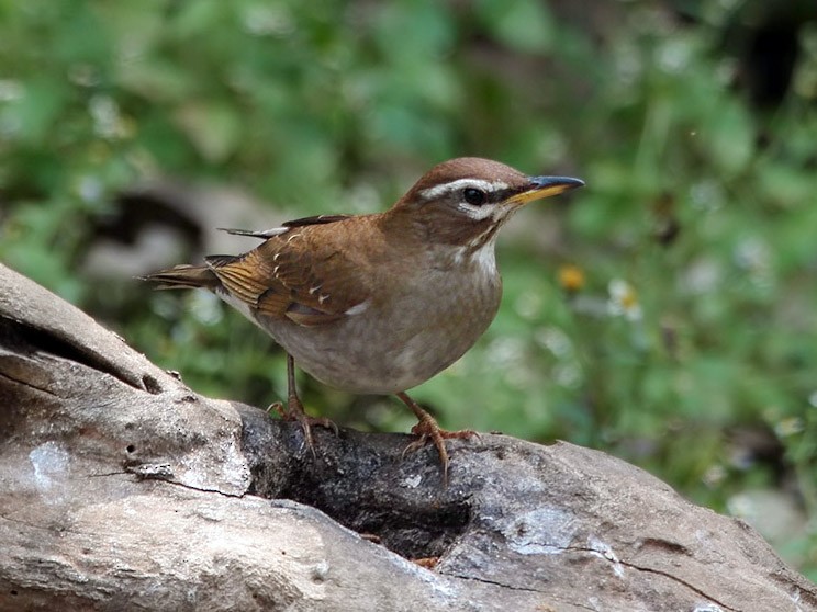 Gray-sided thrush - eBird