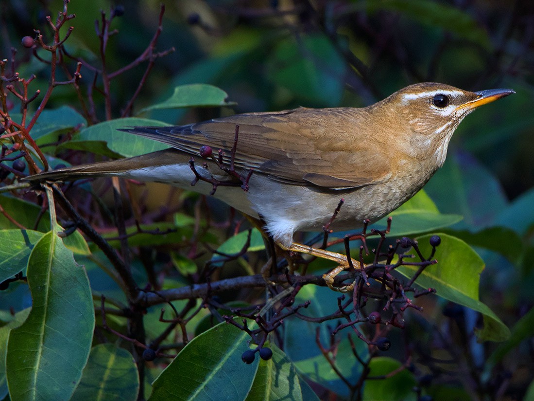 Gray-sided Thrush - eBird