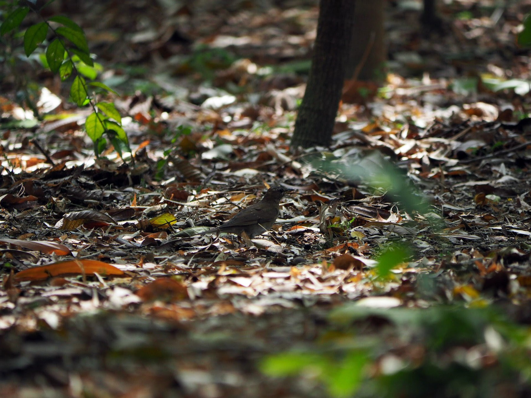 Gray-sided Thrush - eBird