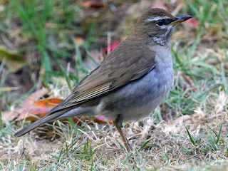 Gray-sided Thrush - Turdus feae - Birds of the World