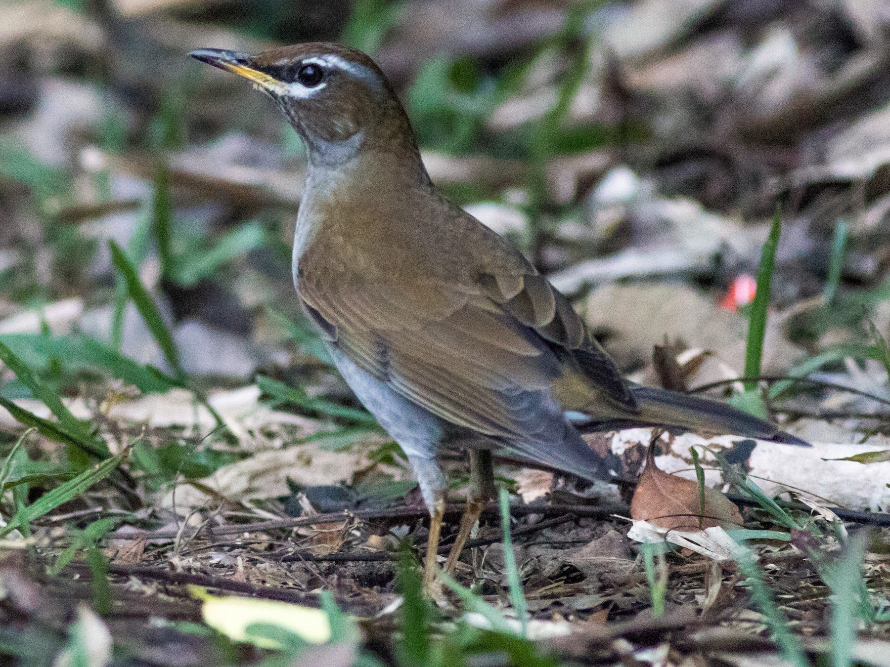 Gray-sided Thrush - eBird