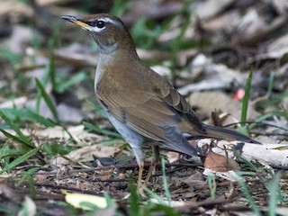 Gray-sided Thrush - eBird