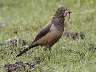 White-backed Thrush - eBird