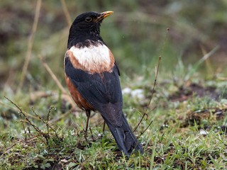 White-backed Thrush - eBird