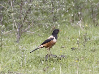 White-backed Thrush - eBird