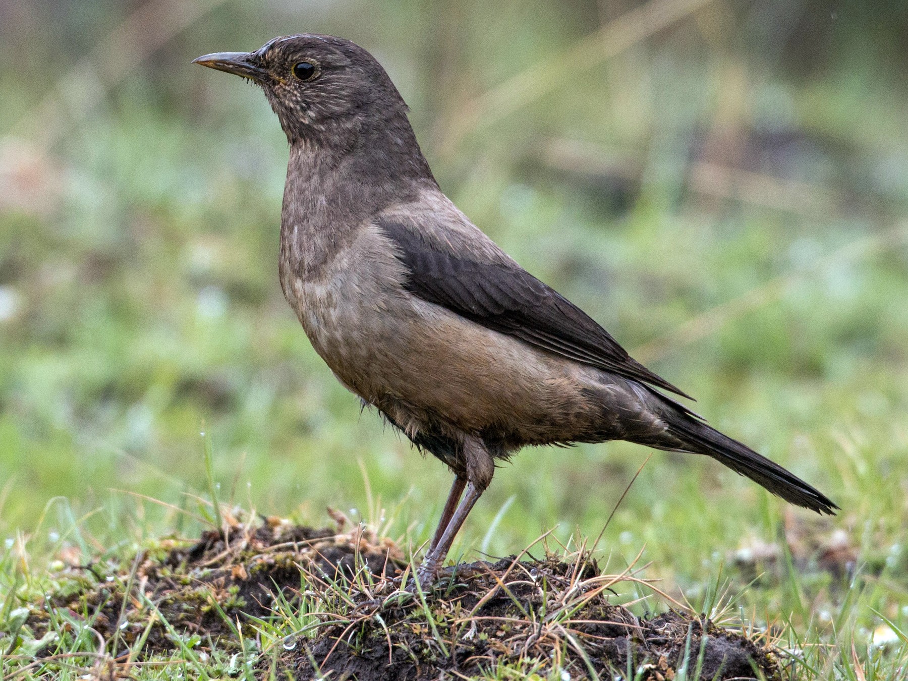 White-backed thrush - eBird