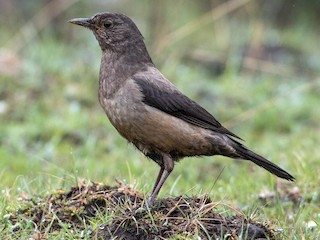 White-backed Thrush - eBird