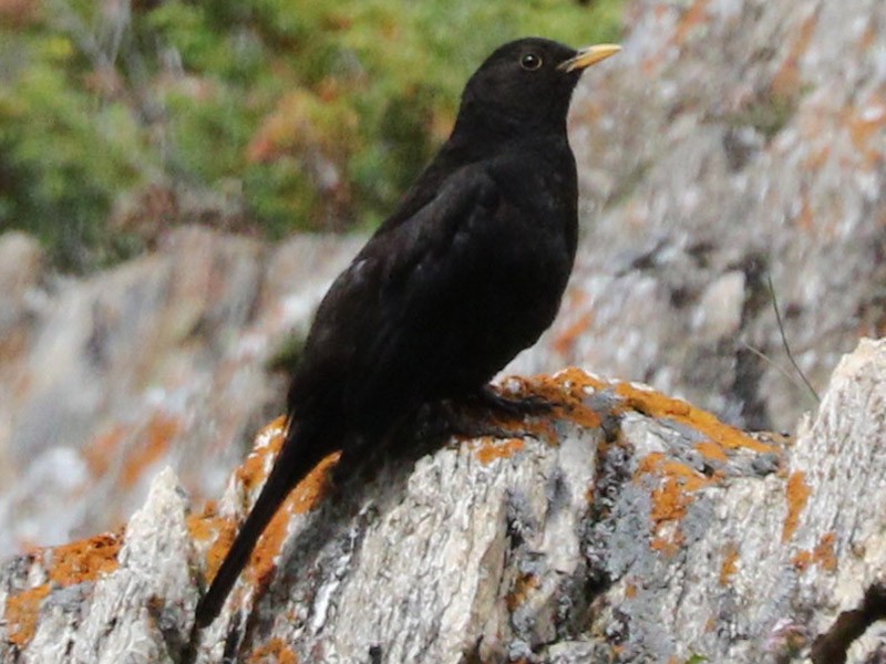 Tibetan Blackbird - Turdus maximus - Birds of the World