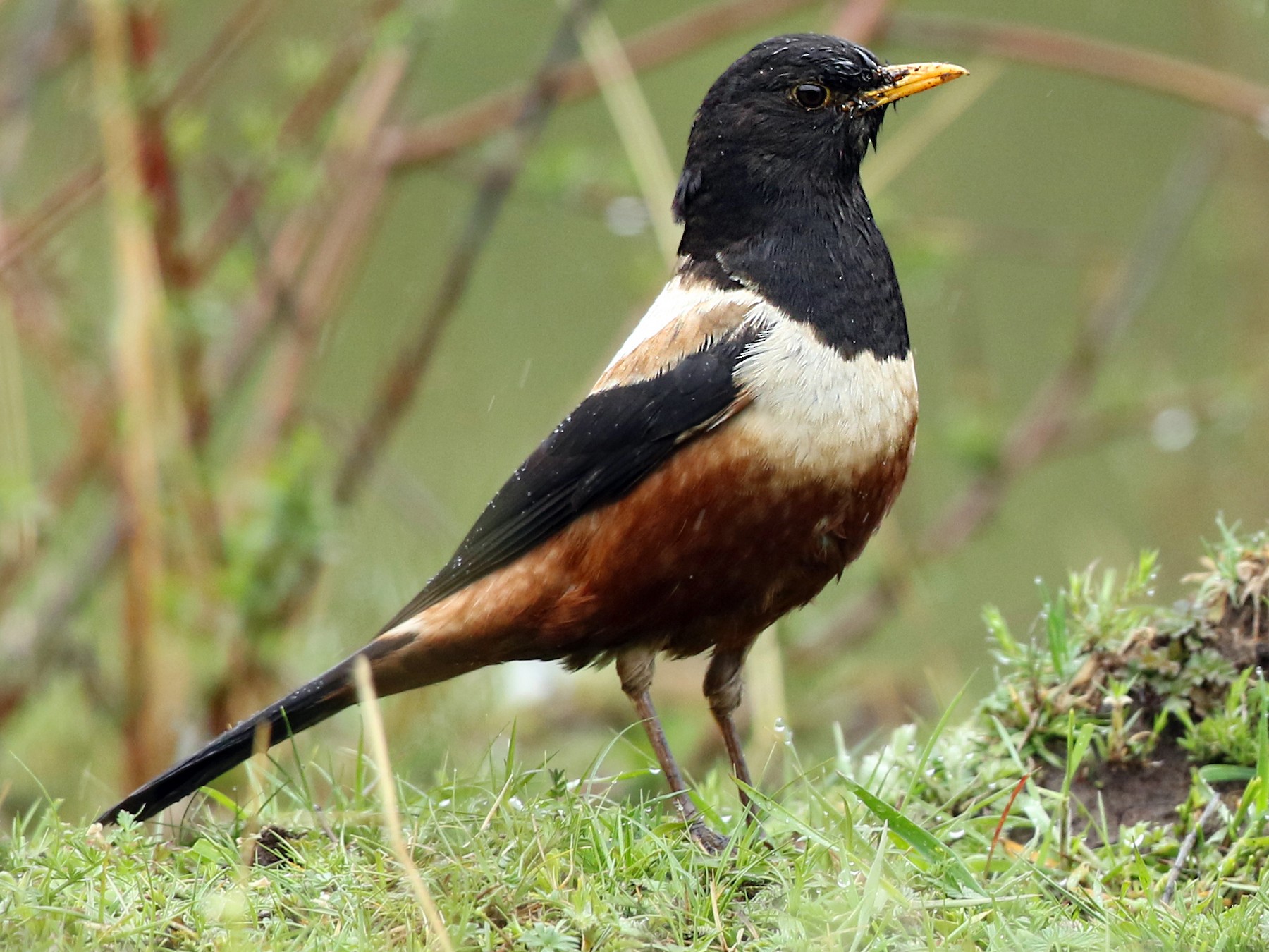 White-backed Thrush - eBird