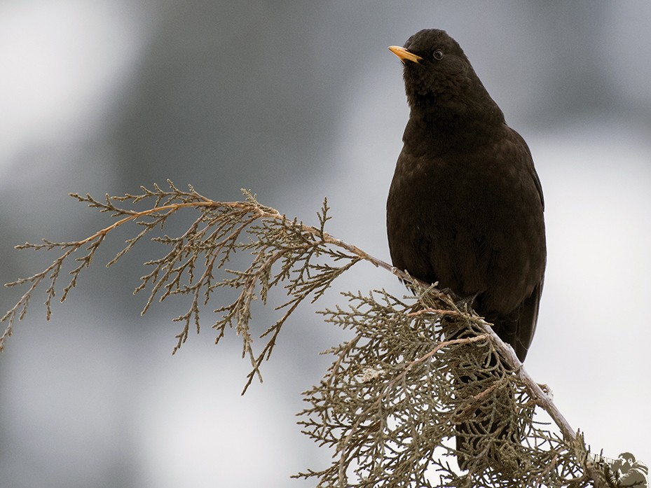Tibetan Blackbird - eBird