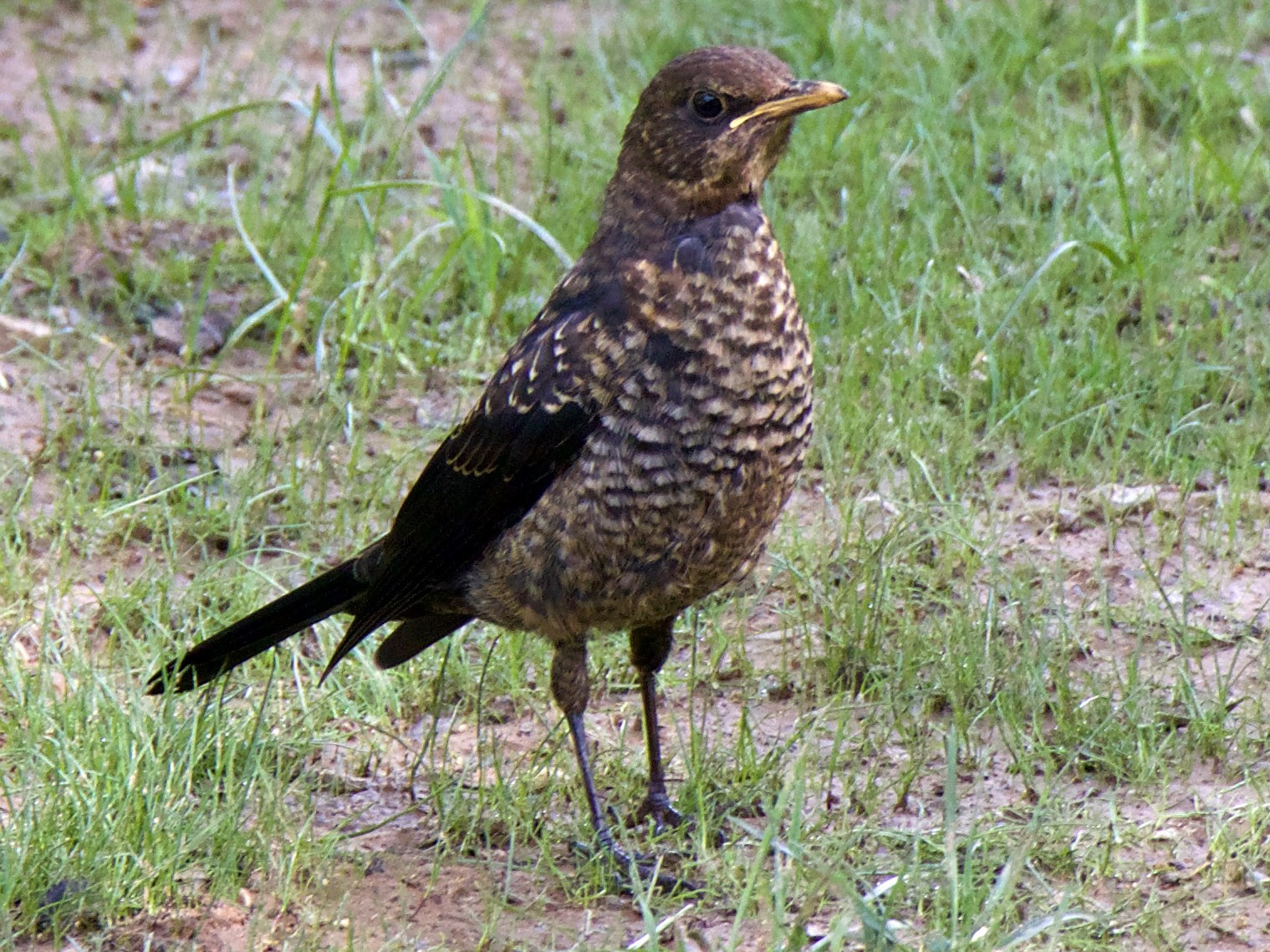 Tibetan Blackbird - eBird