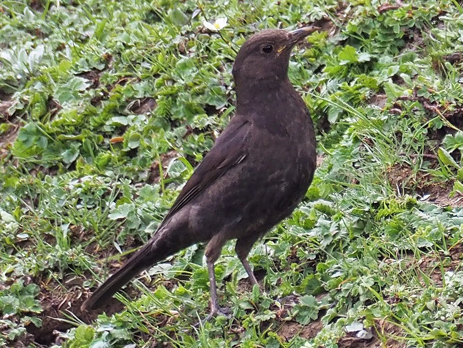 Tibetan Blackbird - eBird
