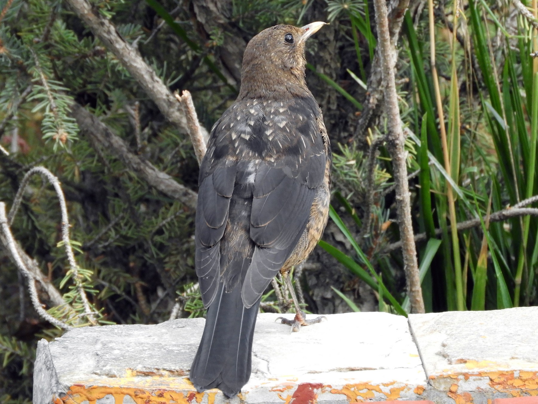 Tibetan Blackbird - eBird