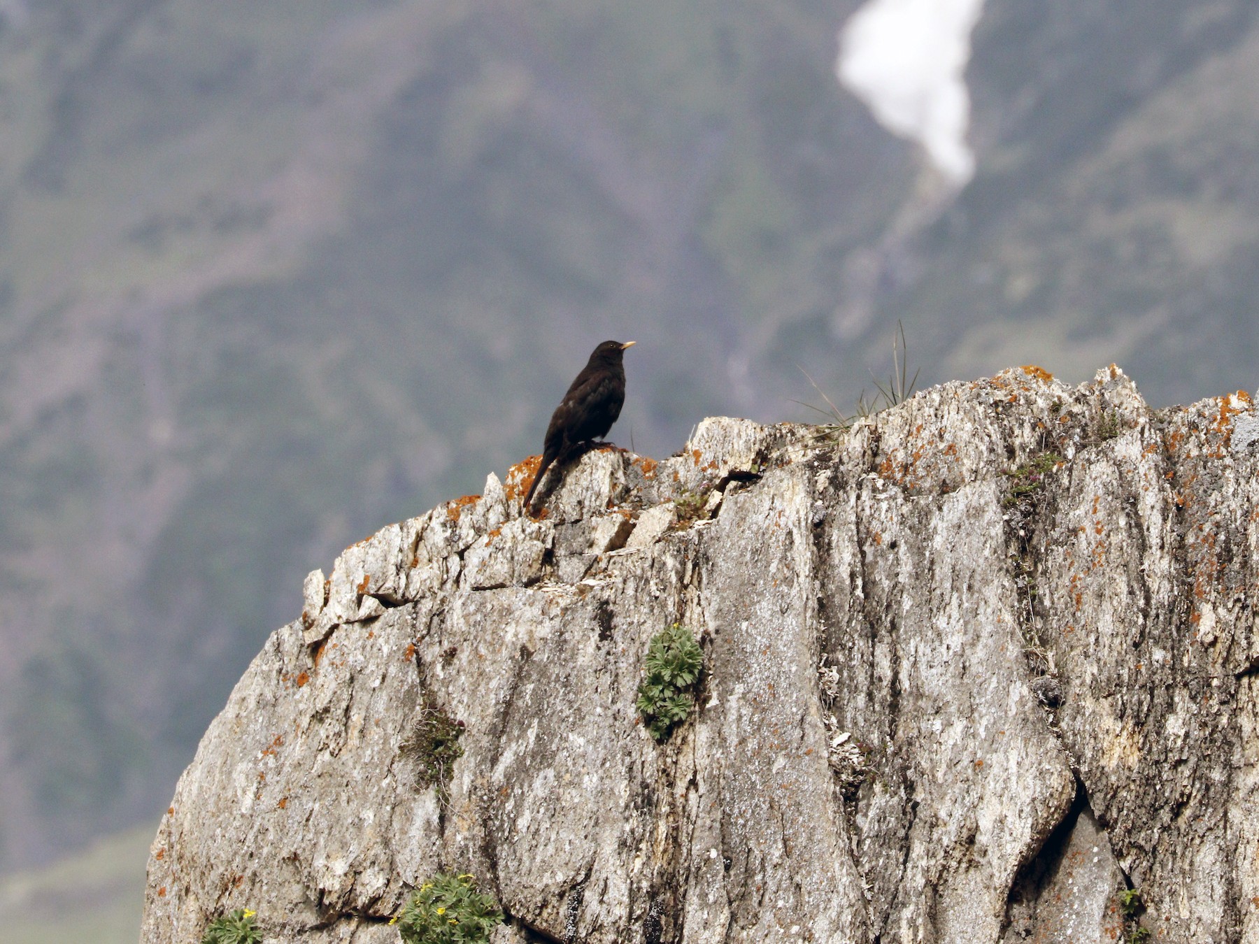 Tibetan Blackbird - eBird