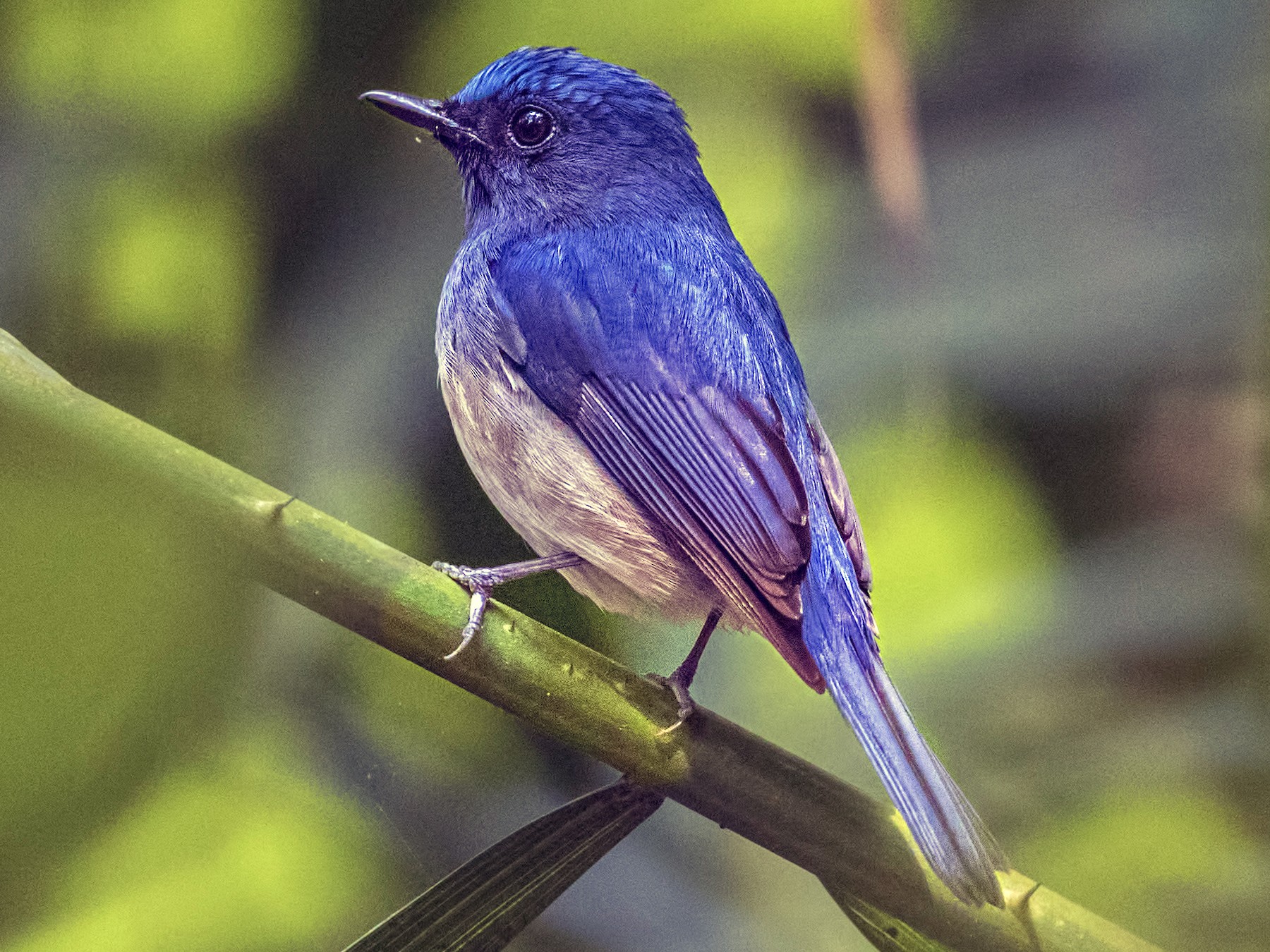 Hainan Blue Flycatcher - eBird