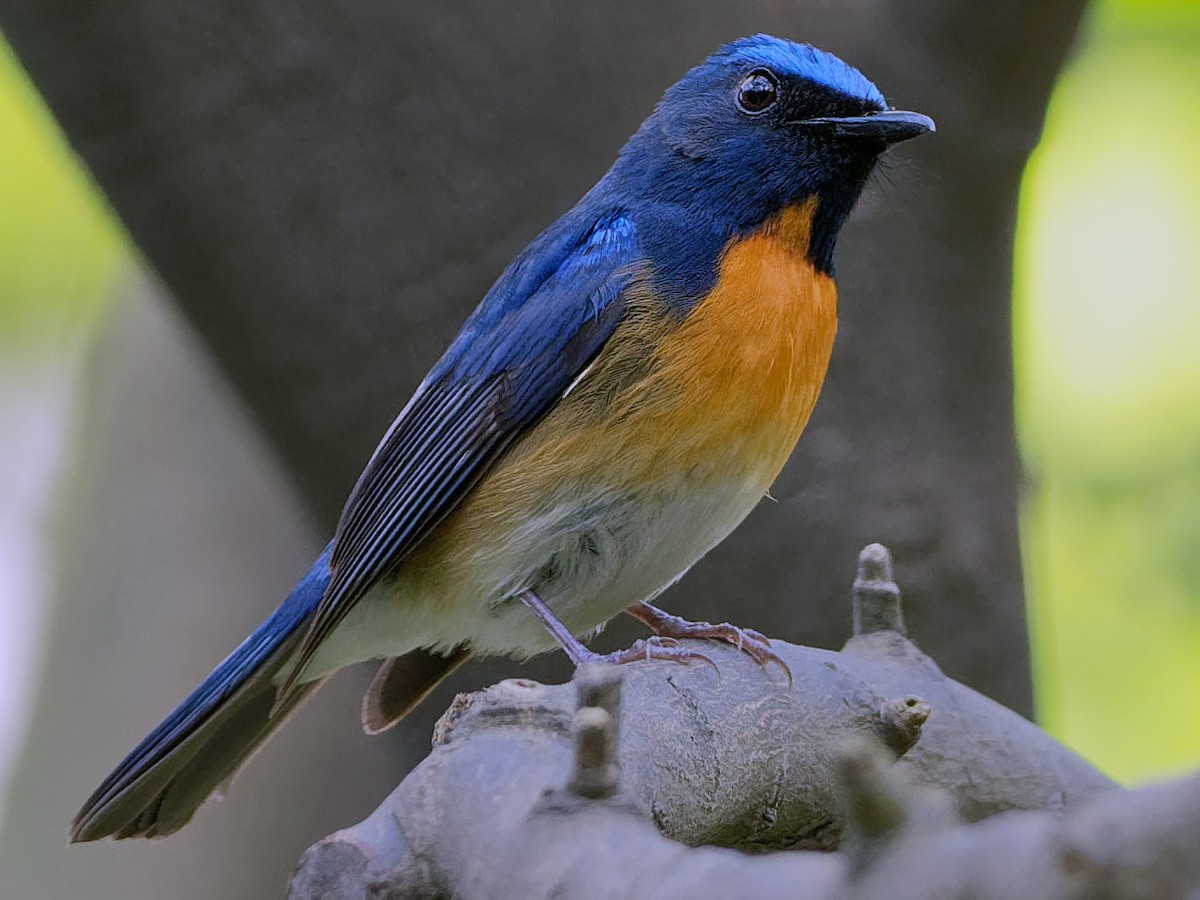 Chinese Blue Flycatcher - Cyornis glaucicomans - Birds of the World