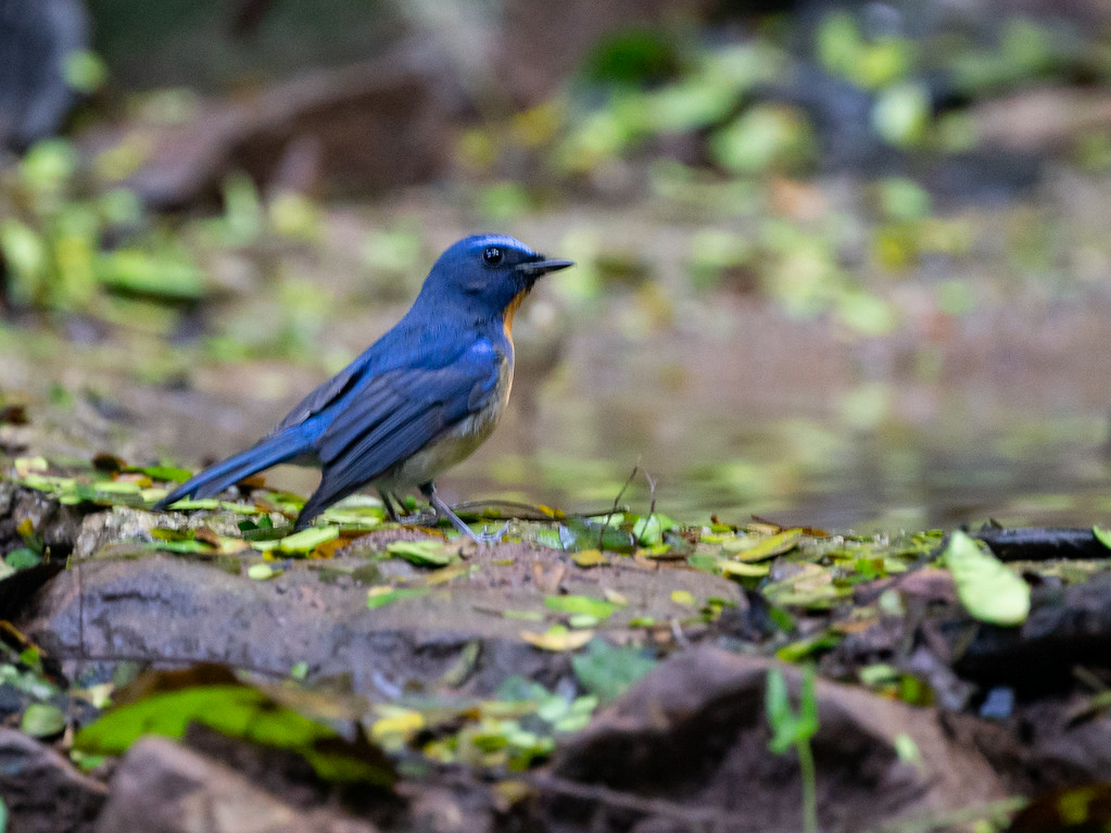 Chinese Blue Flycatcher - eBird